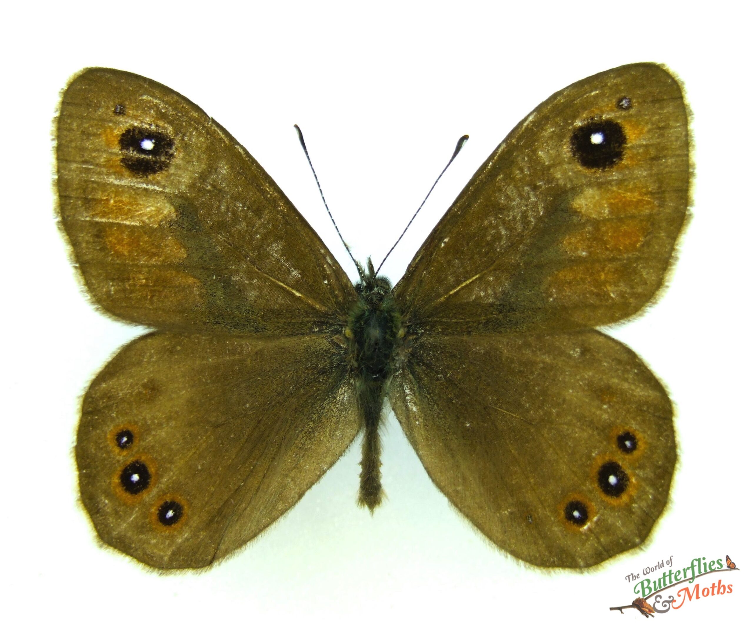 Lasiommata maera LARGE WALL BROWN Poland - World of Butterflies and Moths