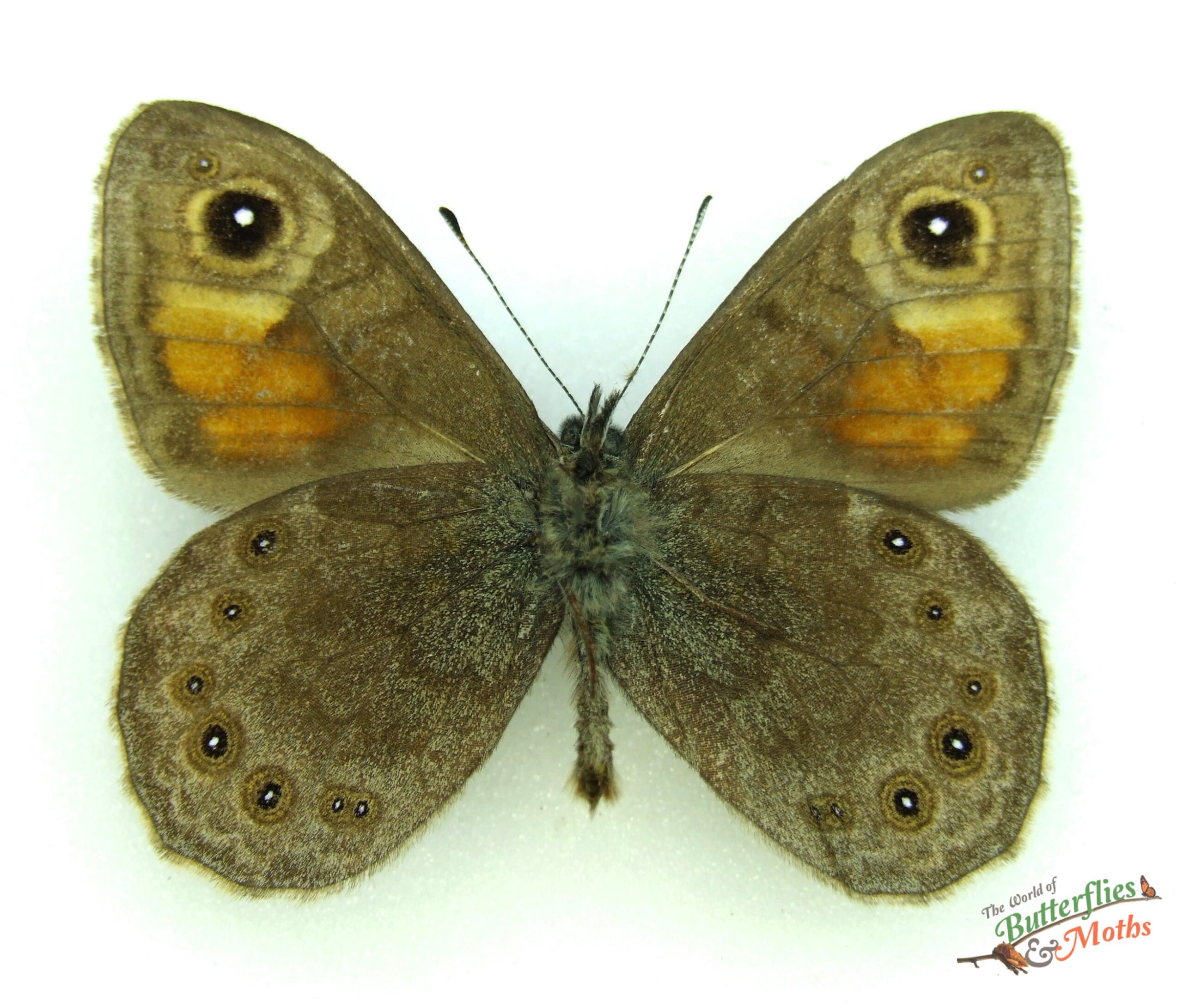 Lasiommata maera LARGE WALL BROWN Poland - World of Butterflies and Moths