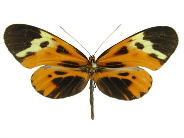 Hypothyris moebiusi ECUADOR - World of Butterflies and Moths