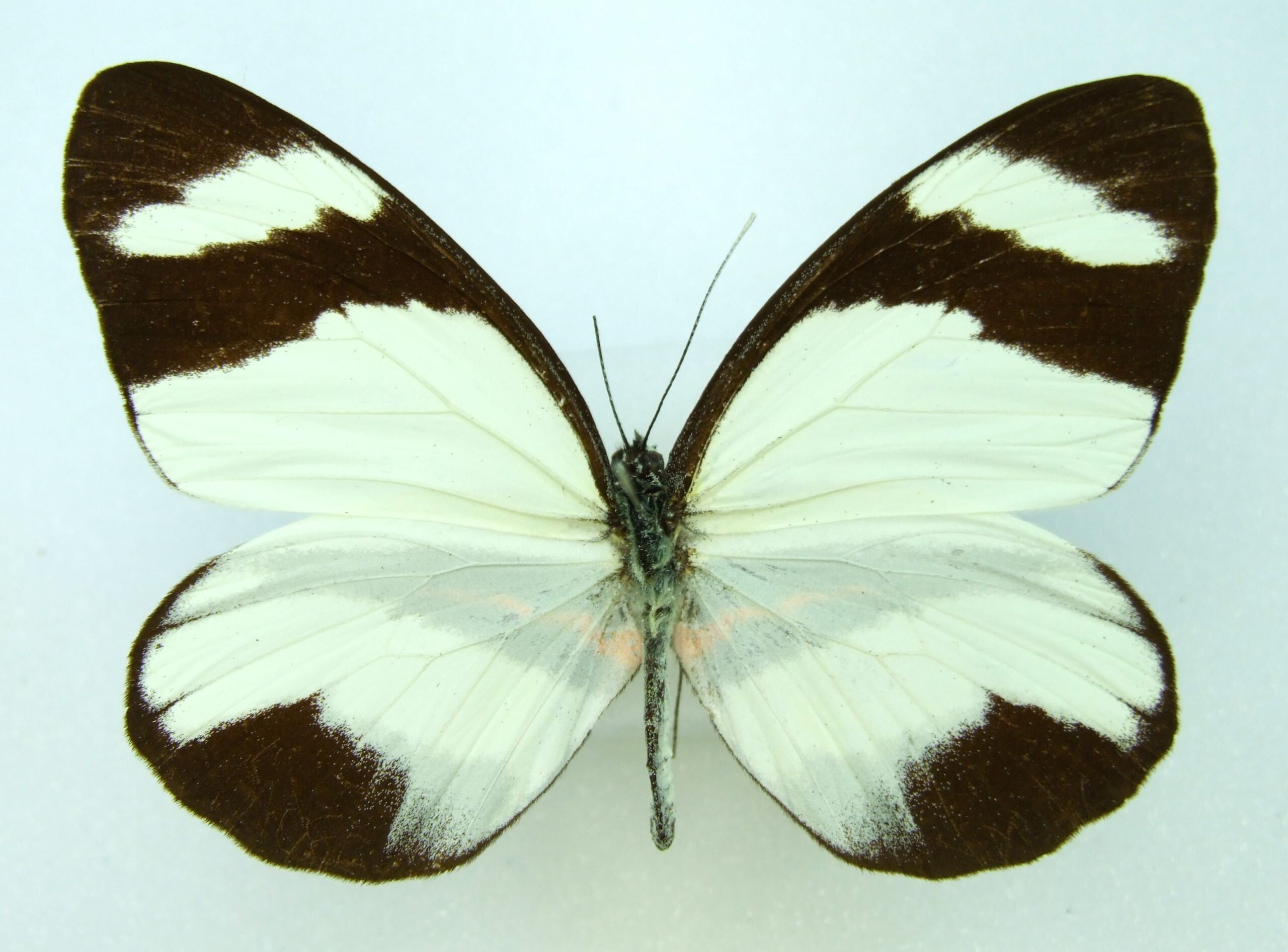 Perrhybris lorena White butterfly PERU - World of Butterflies and Moths