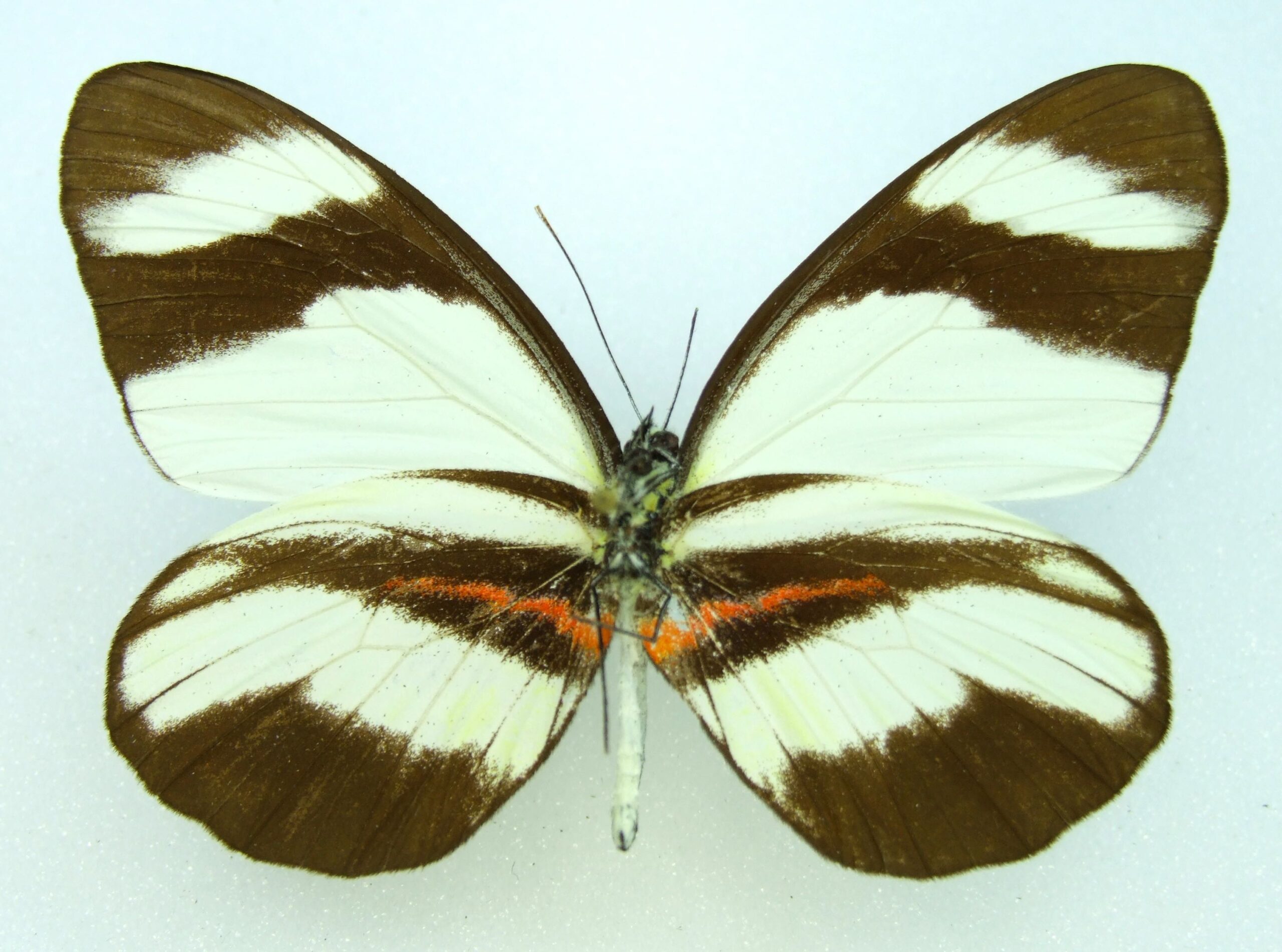 Perrhybris lorena White butterfly PERU - World of Butterflies and Moths
