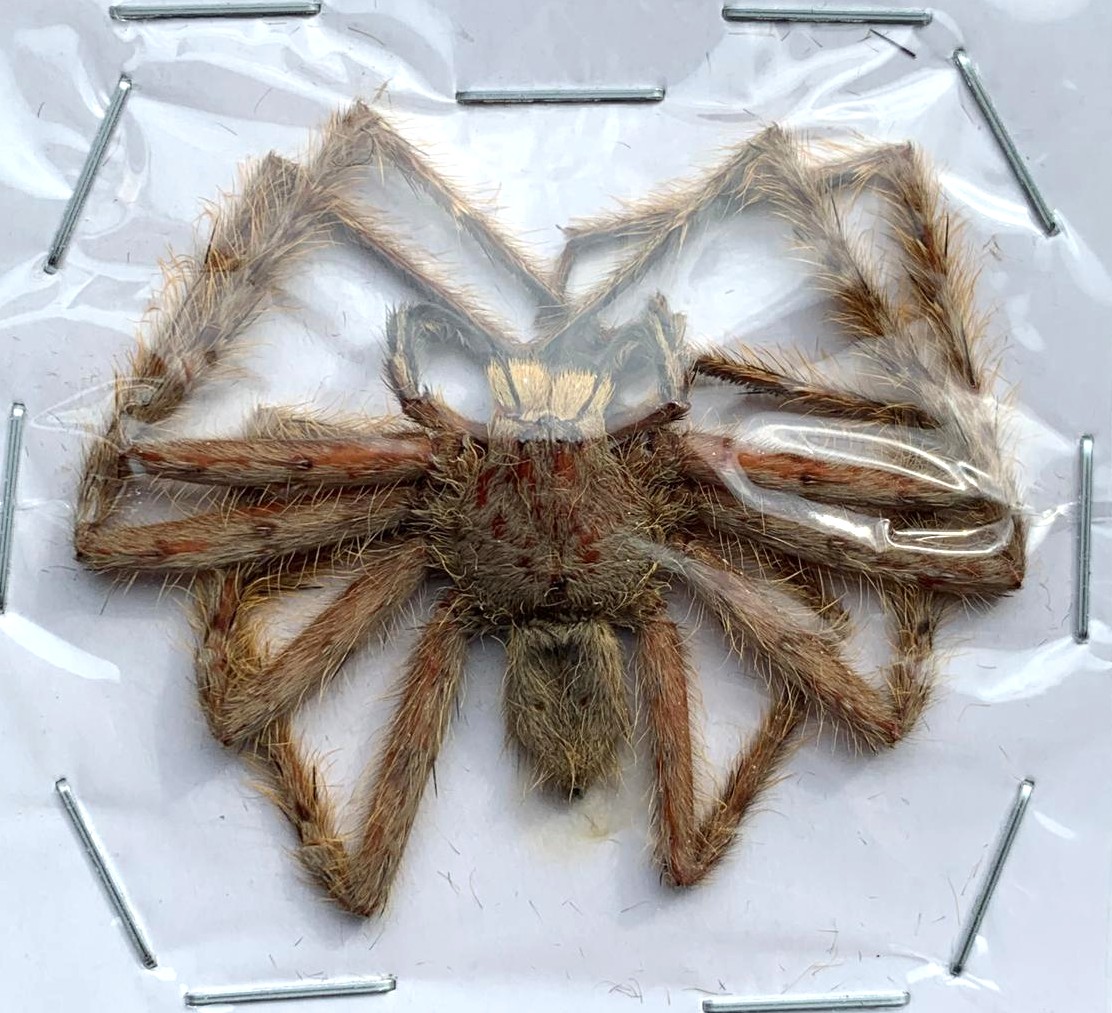 Huntsman Spider Sparassidae MALAYSIA Unique Colors