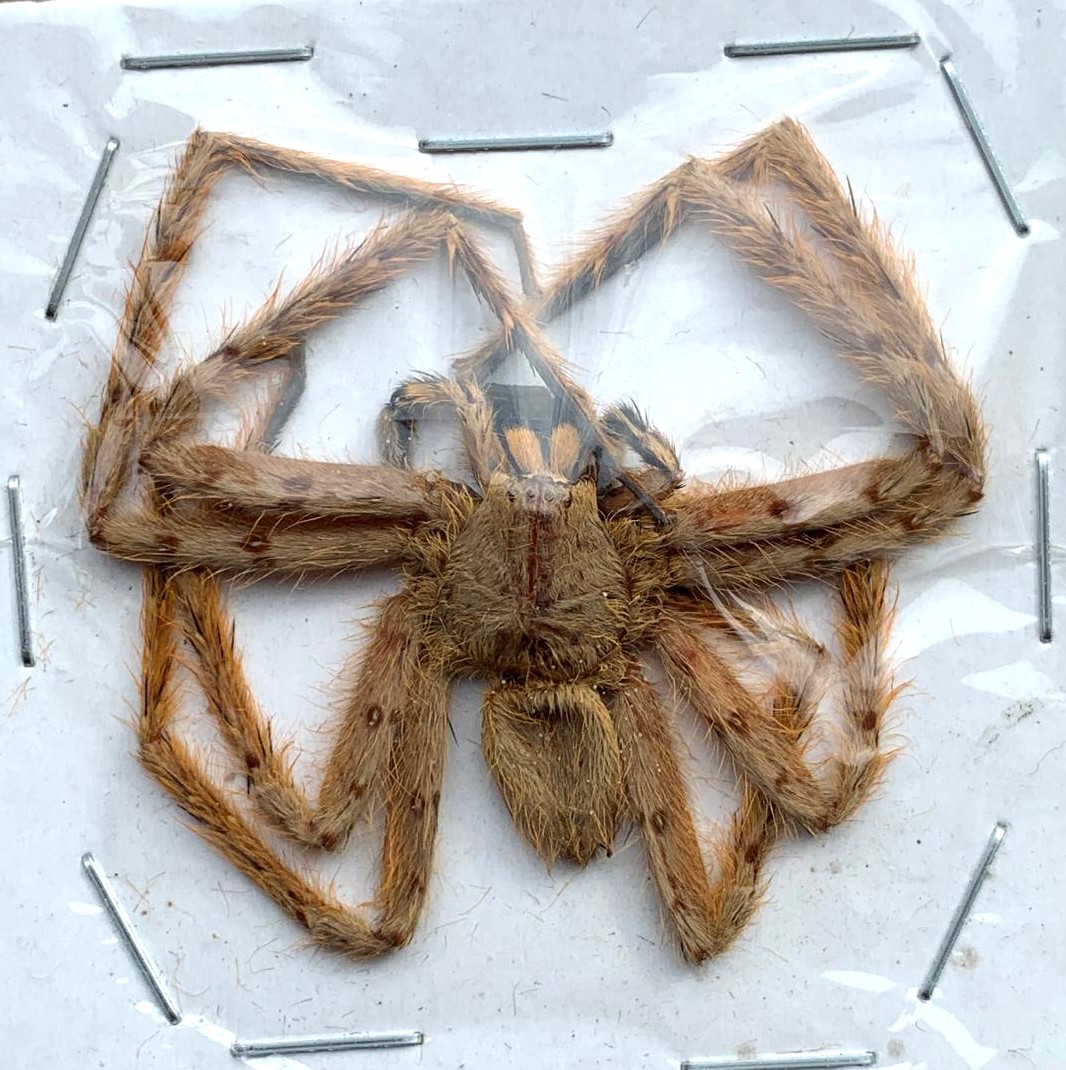 Huntsman Spider Sparassidae MALAYSIA Unique Colors
