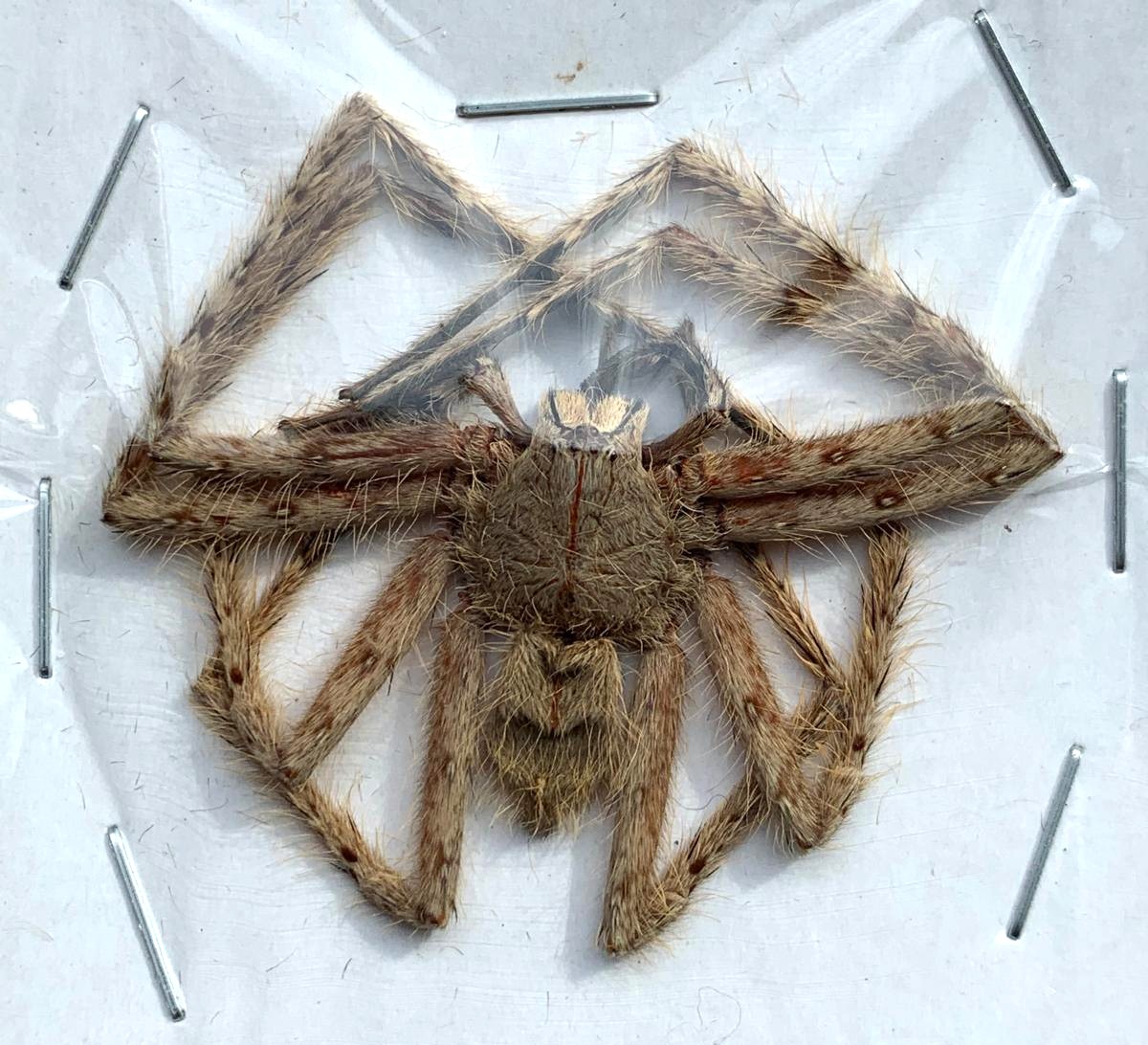 Huntsman Spider Sparassidae MALAYSIA Unique Colors