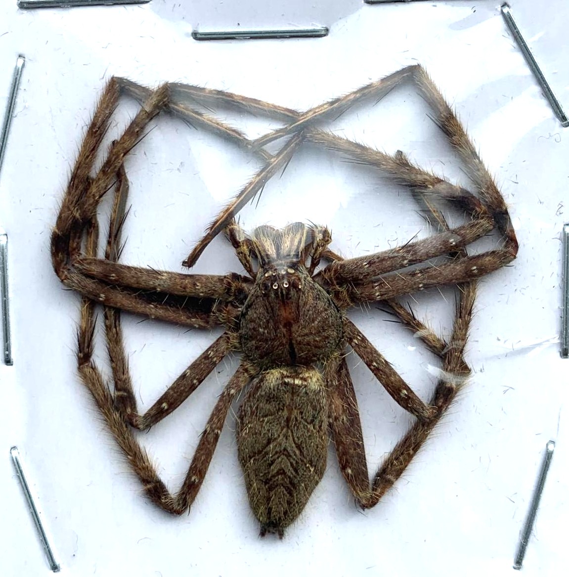 Huntsman Spider Sparassidae MALAYSIA Unique Colors