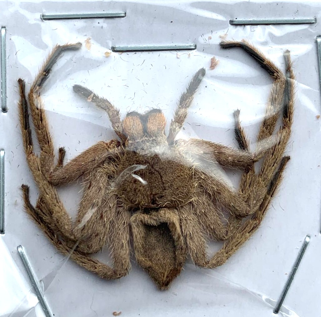 Huntsman Spider Sparassidae MALAYSIA Unique Colors