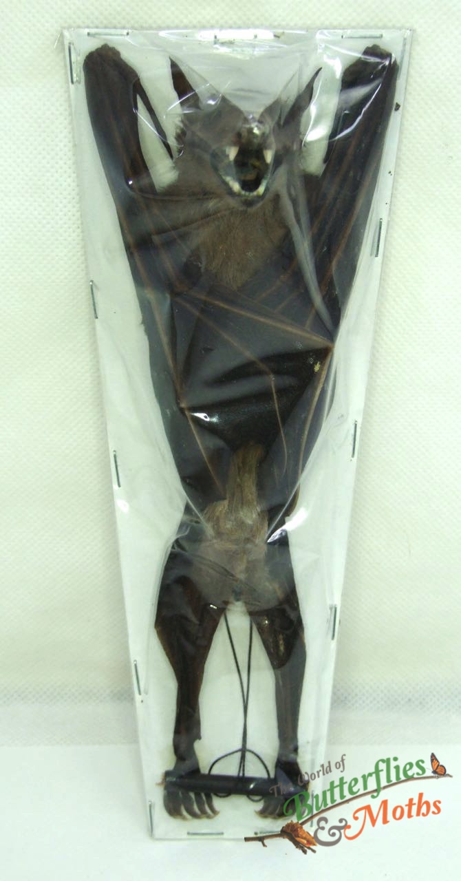 Leschenault's Fruit Bat Rousettus leschenaultii EAST JAVA Taxidermy - World of Butterflies and Moths