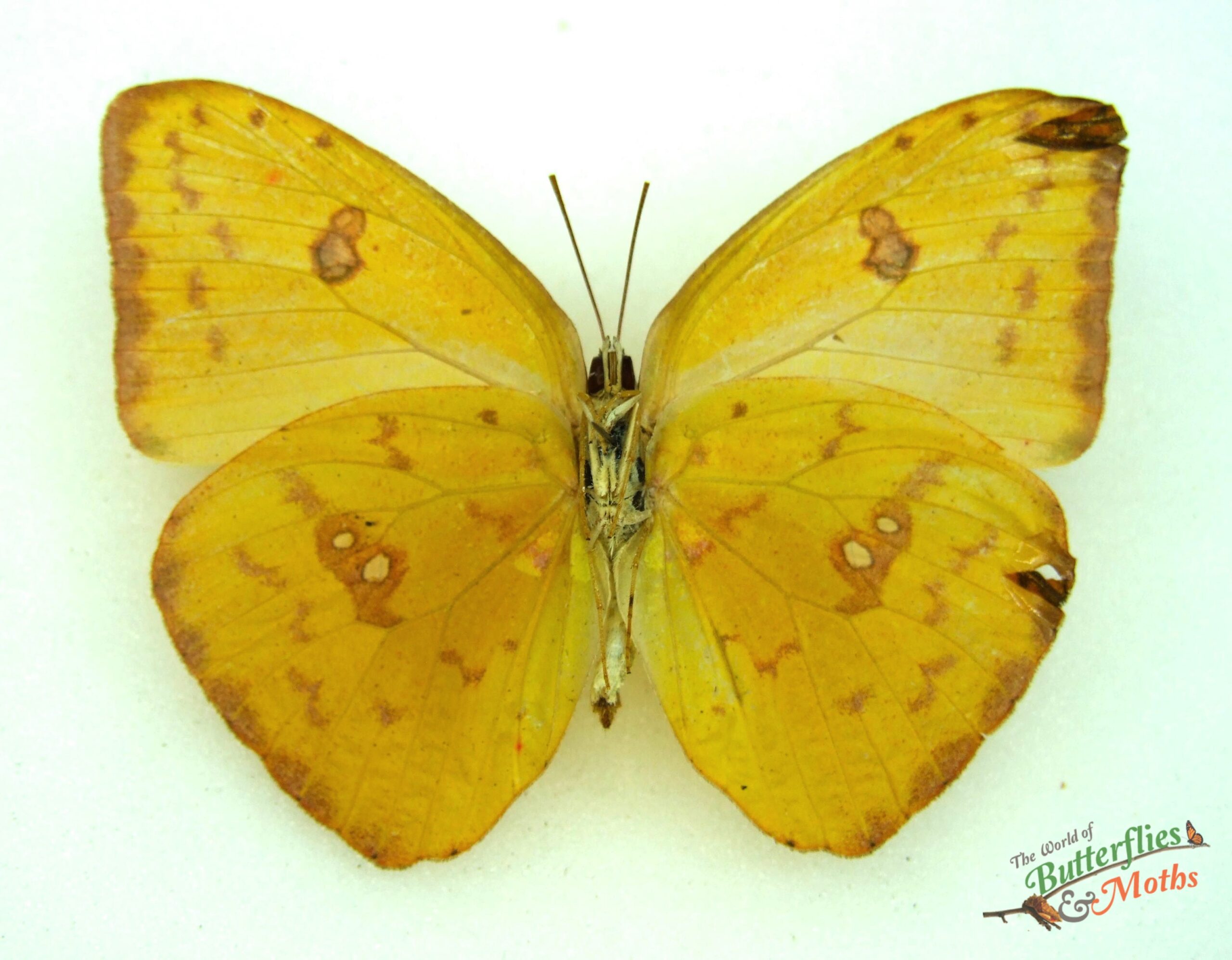 Phoebis sennae COLUMBIA Female - World of Butterflies and Moths