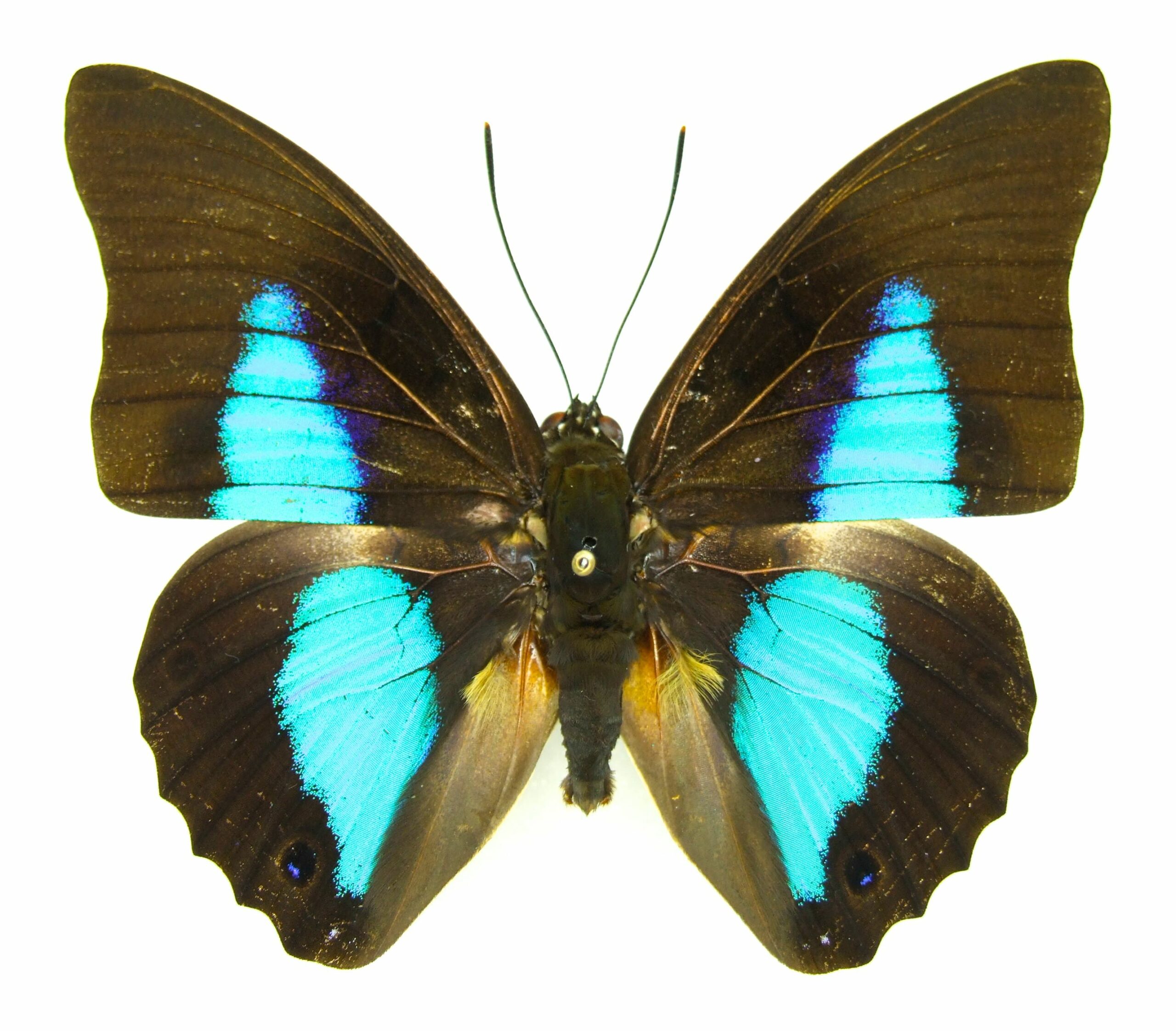 Prepona dexamenus dexamenus PERU - World of Butterflies and Moths