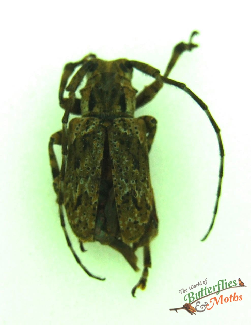 Coptops aedificator CAMEROON - World of Butterflies and Moths