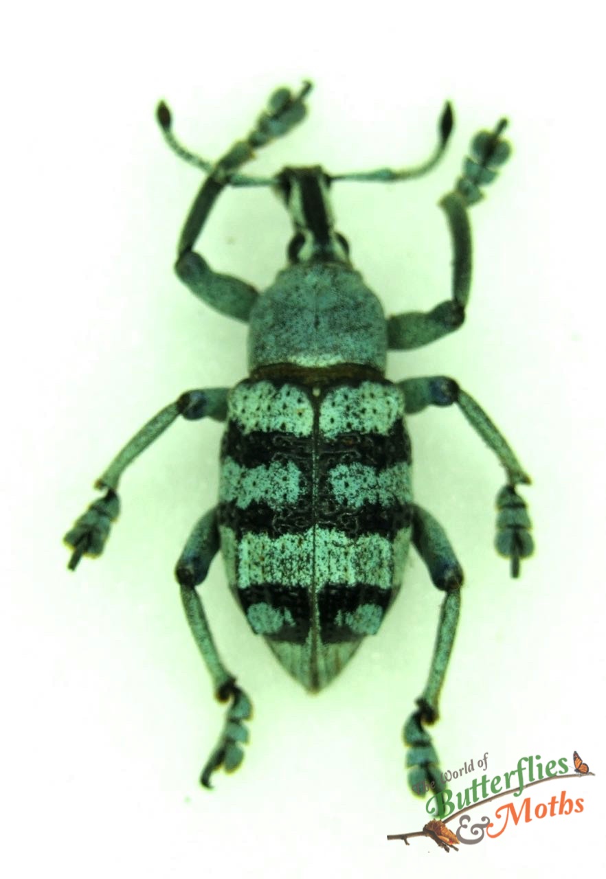 Eupholus species Kesui Island INDONESIA - World of Butterflies and Moths