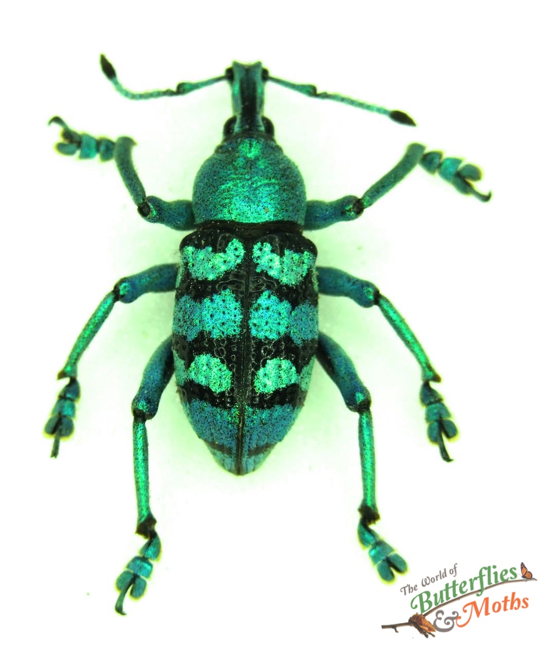 Eupholus porioni INDONESIA - World of Butterflies and Moths