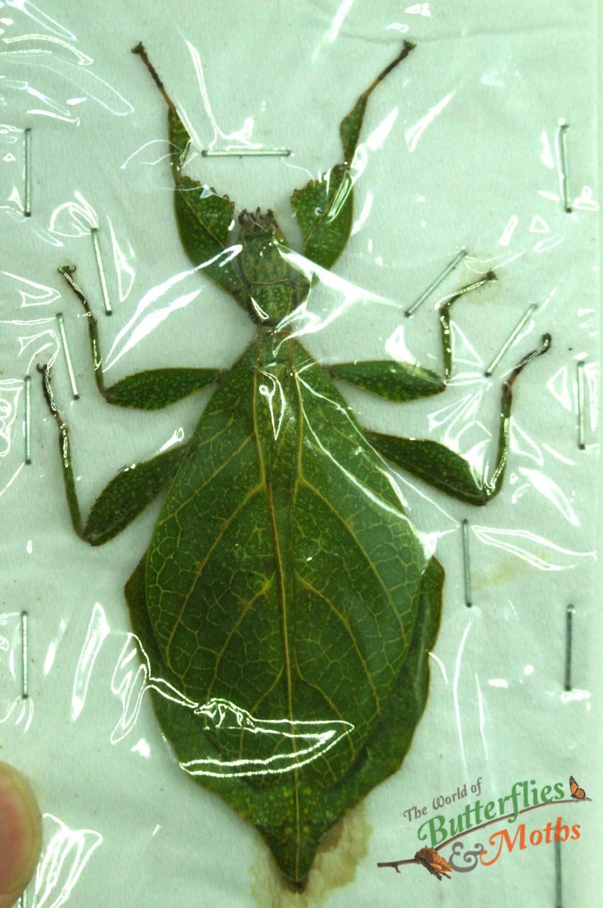 Phyllium jacobsoni Leaf Insect EAST JAVA - World of Butterflies and Moths