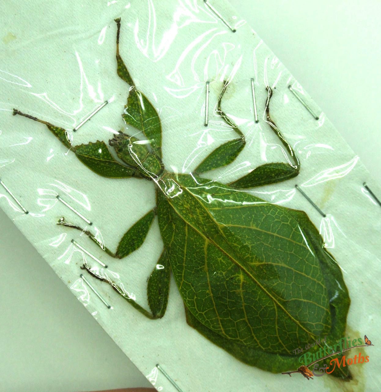 Phyllium jacobsoni Leaf Insect EAST JAVA - World of Butterflies and Moths