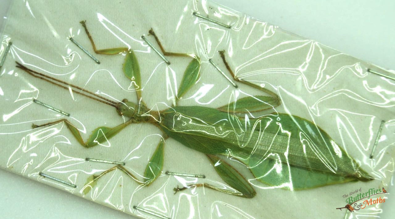 Phyllium jacobsoni Leaf Insect EAST JAVA - World of Butterflies and Moths