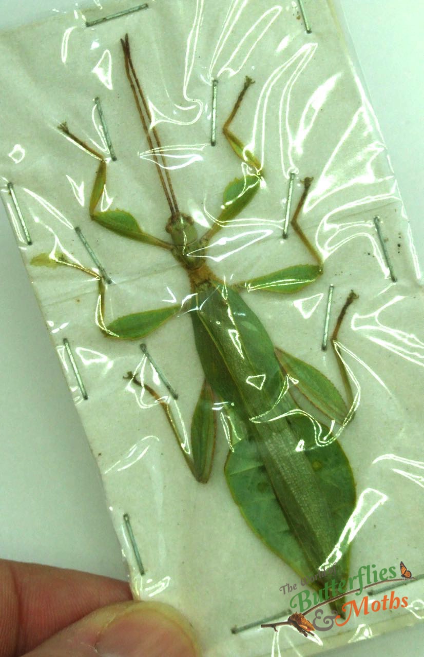 Phyllium jacobsoni Leaf Insect EAST JAVA - World of Butterflies and Moths