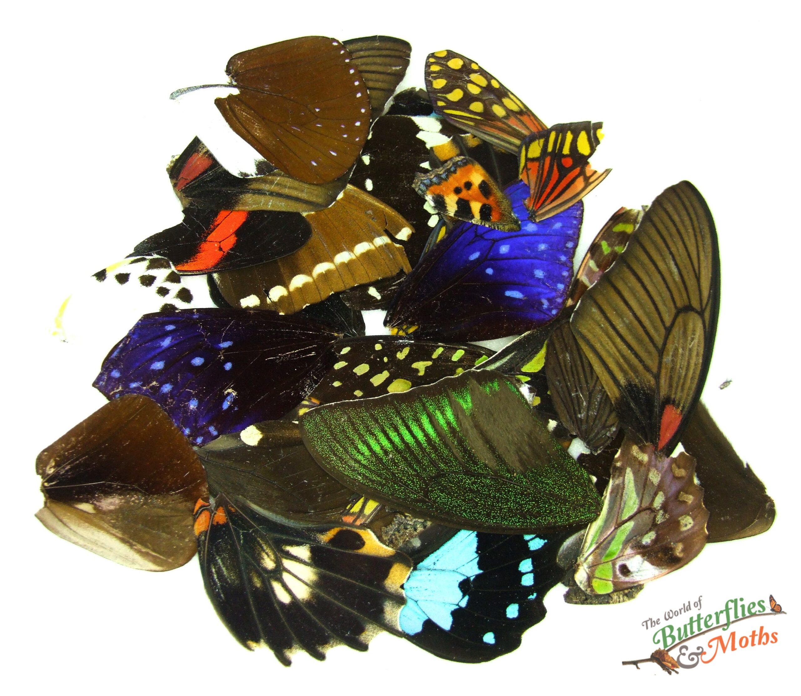 Butterfly Moth Insect craft wings 01 - World of Butterflies and Moths