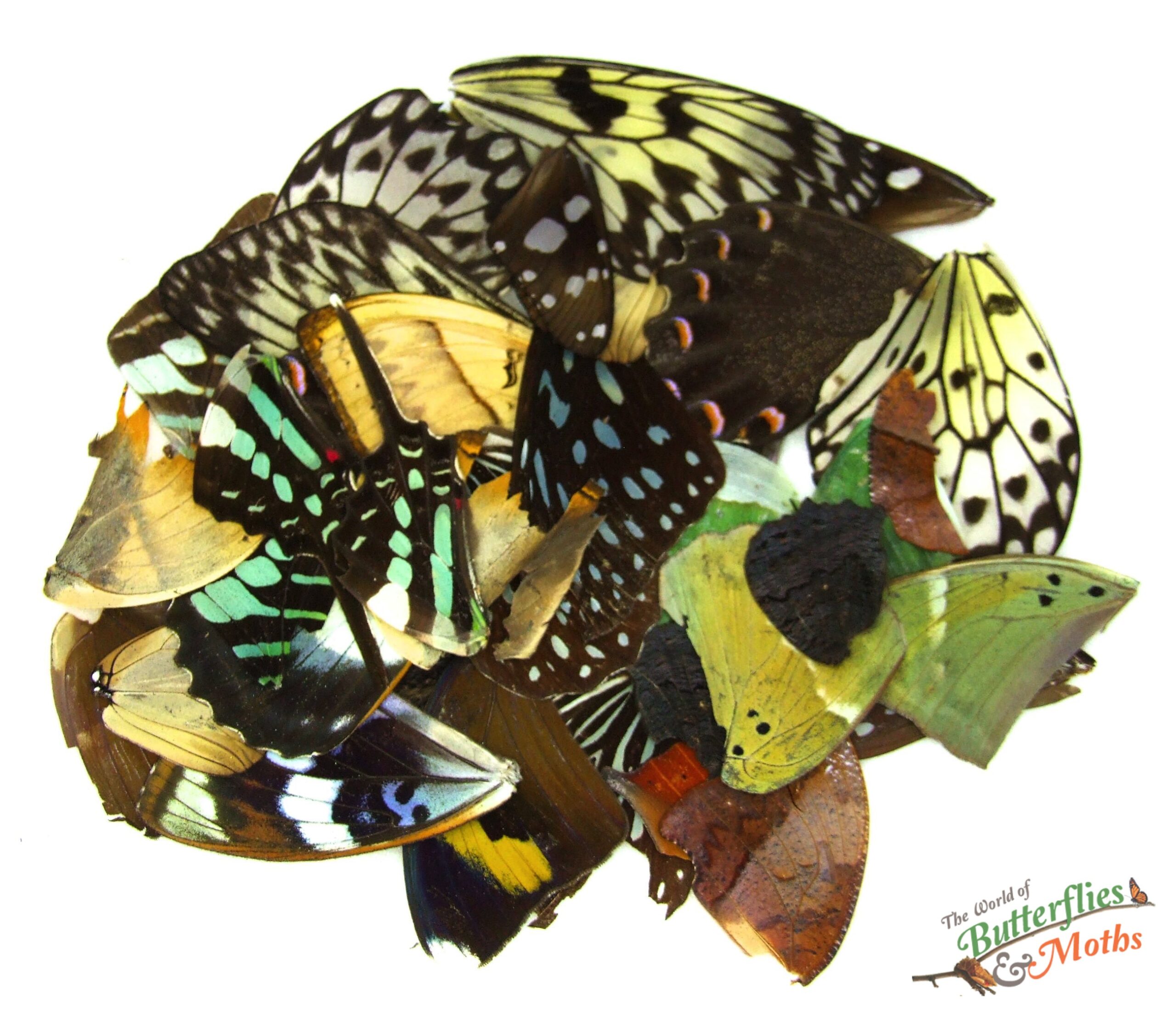 Butterfly Moth Insect craft wings 03 - World of Butterflies and Moths
