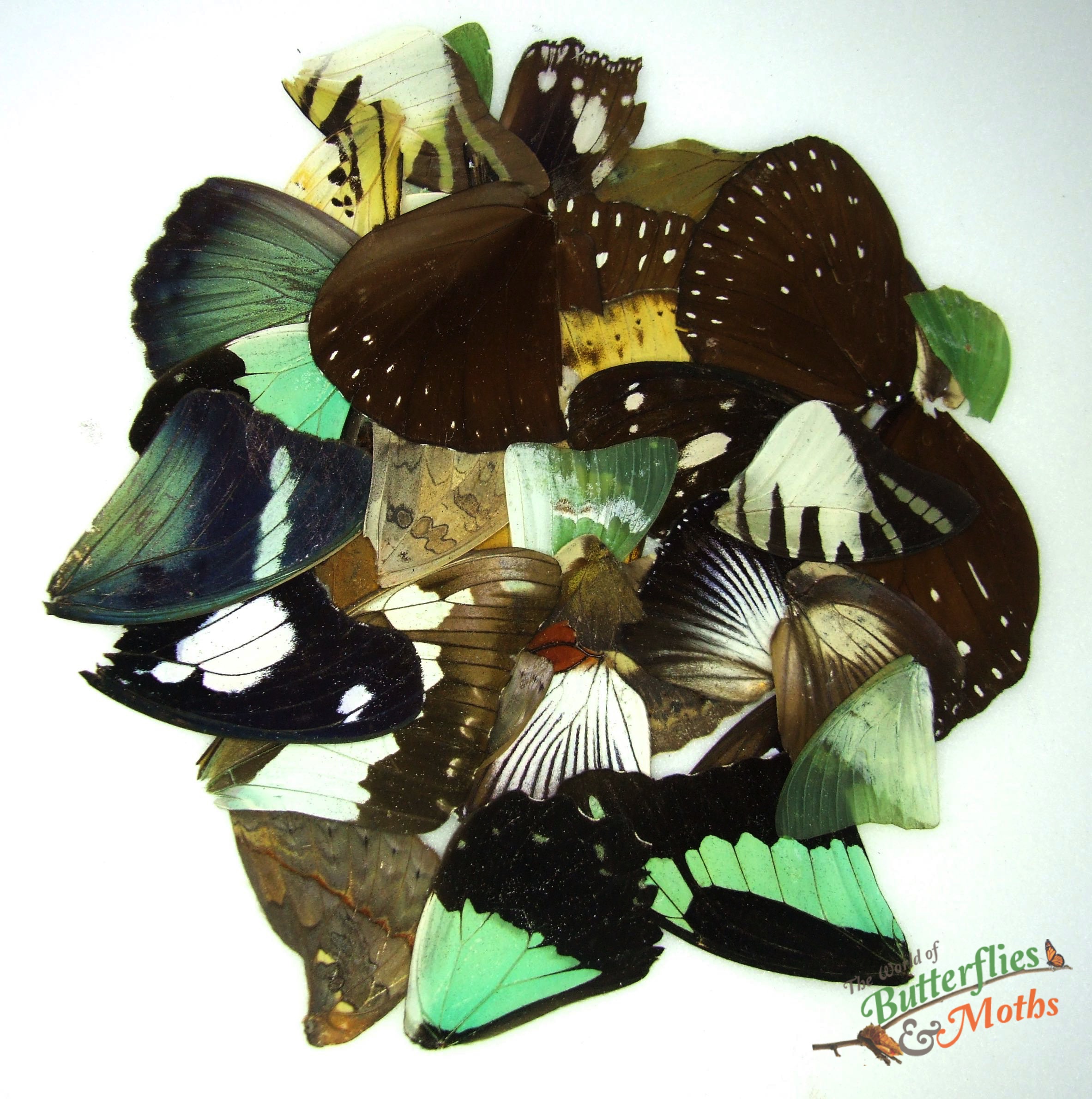 Butterfly Moth Insect craft wings 04 - World of Butterflies and Moths