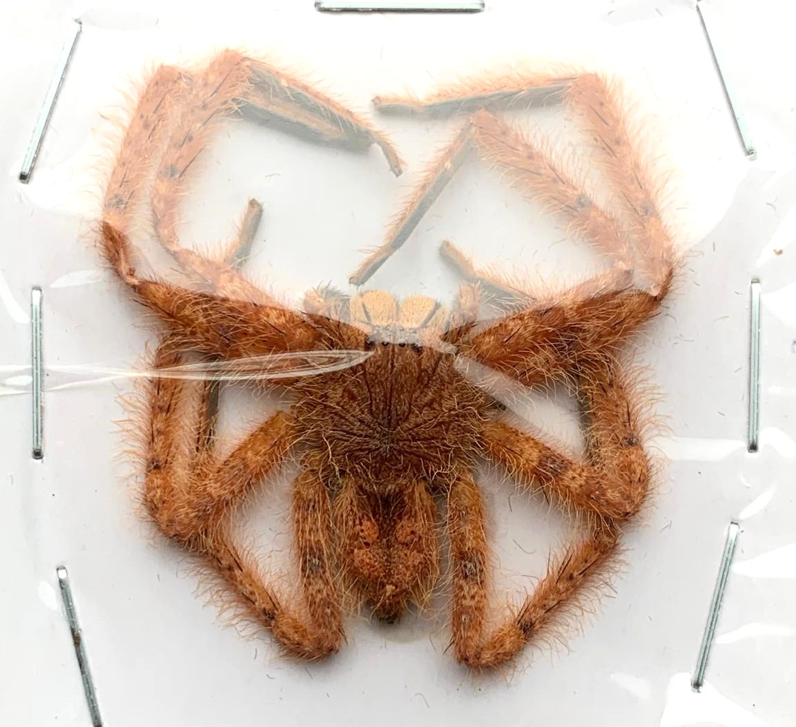 Huntsman Spider Sparassidae MALAYSIA Unique Colors