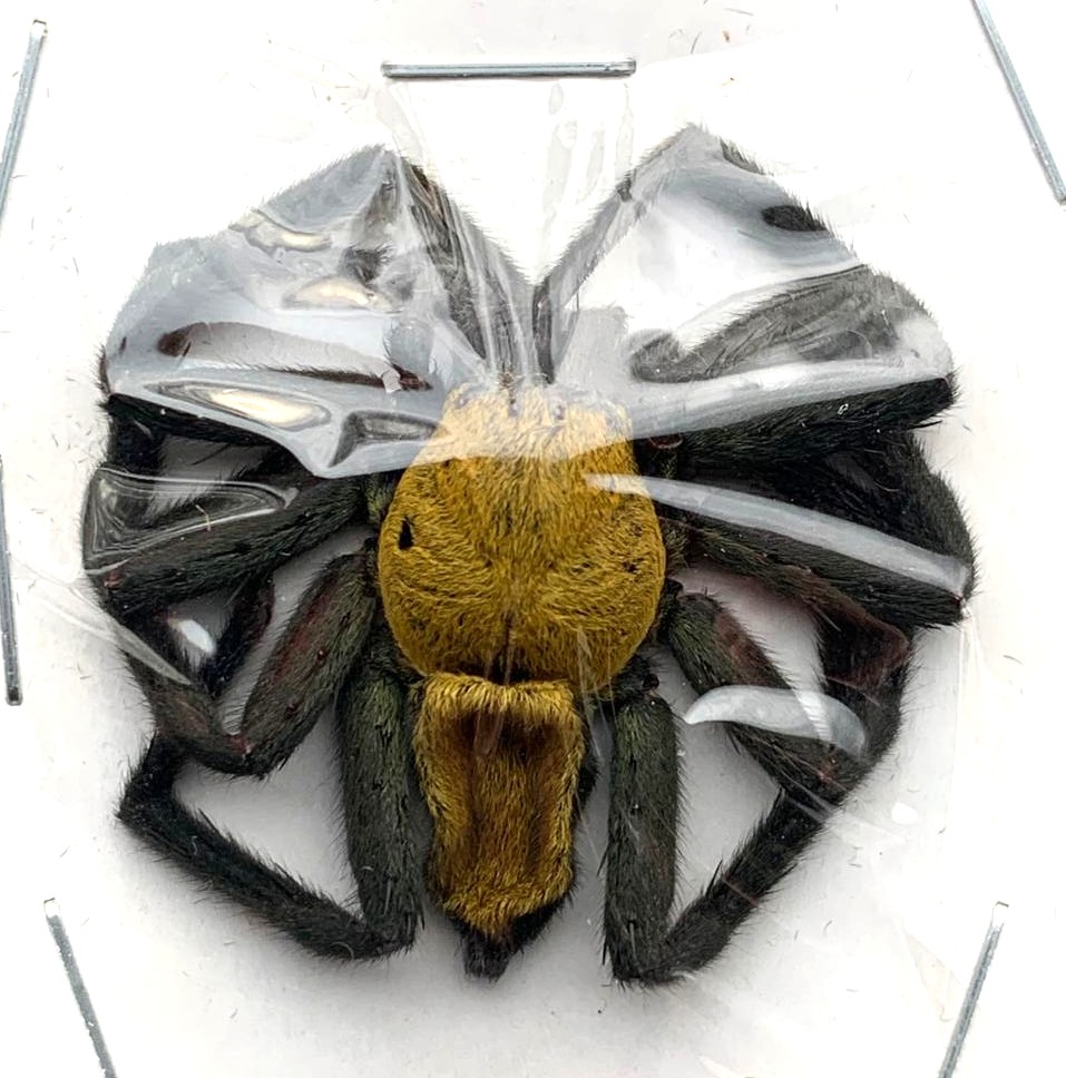 Huntsman Spider Sparassidae MALAYSIA Unique Colors