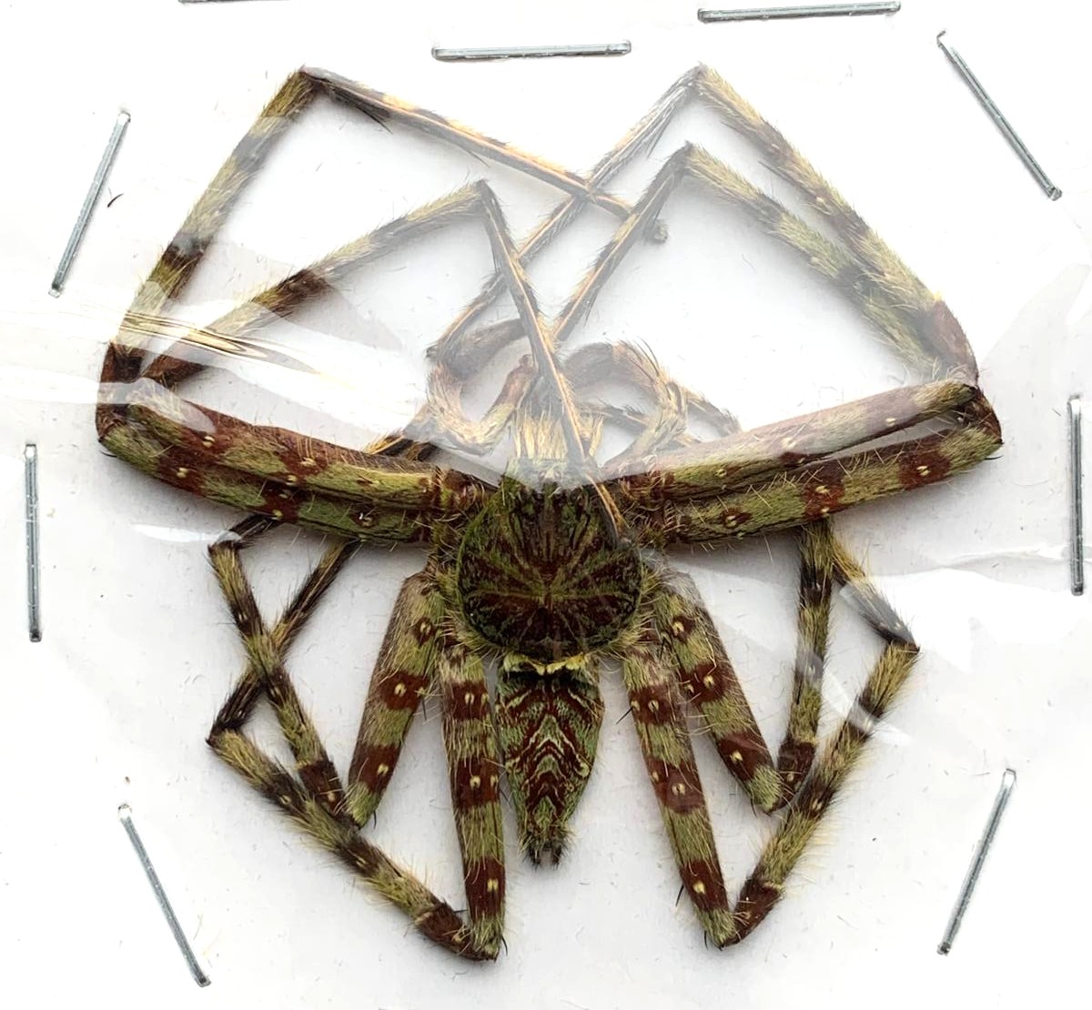 Huntsman Spider Sparassidae MALAYSIA Unique Colors