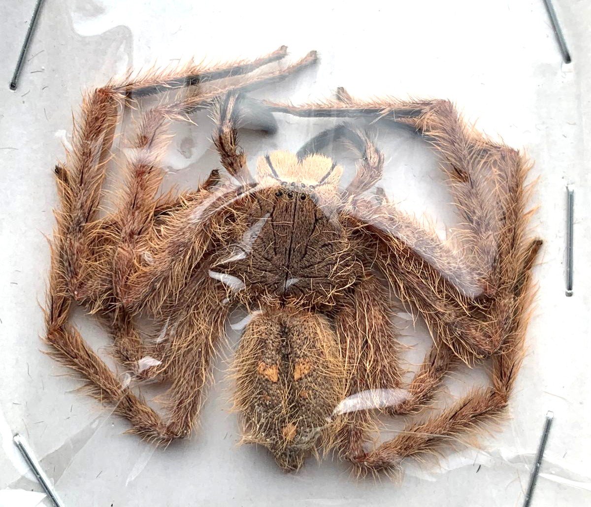 Huntsman Spider Sparassidae MALAYSIA Unique Colors