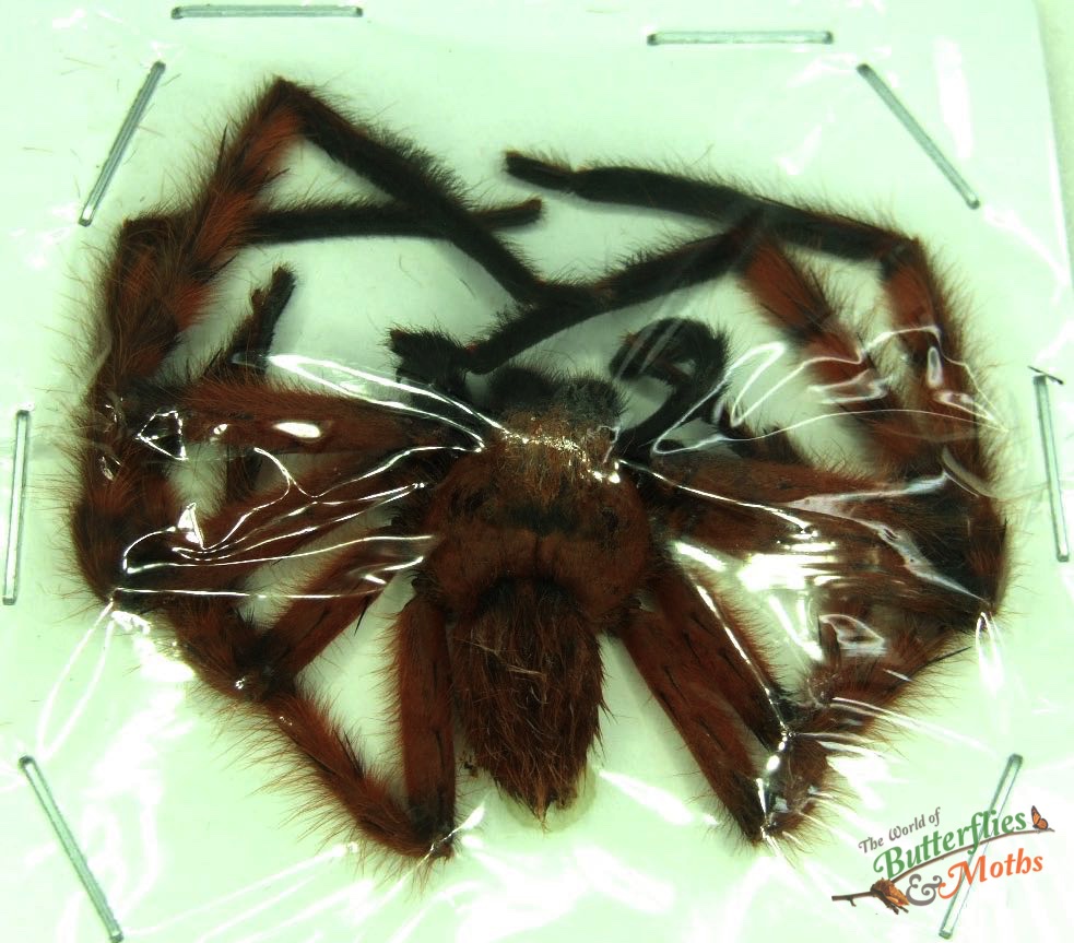 Huntsman Spider Sparassidae MALAYSIA Unique Colors