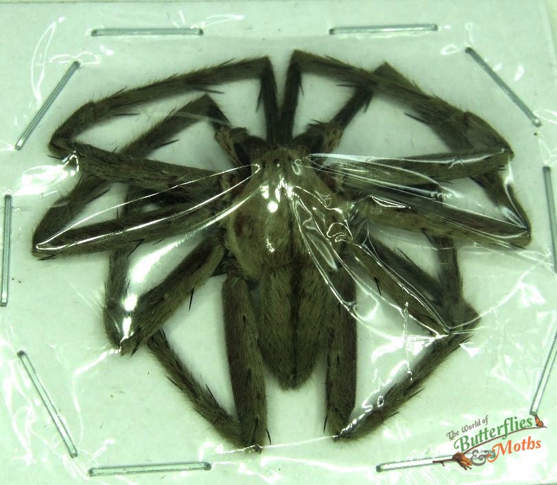 Huntsman Spider Sparassidae MALAYSIA Unique Colors