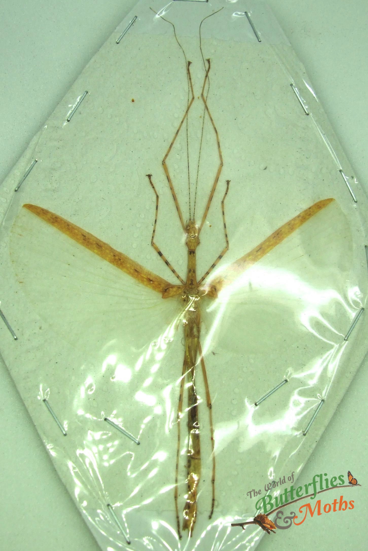 Orange Stick-insect Phasmatodea MALAYSIA Type02 - World of Butterflies ...