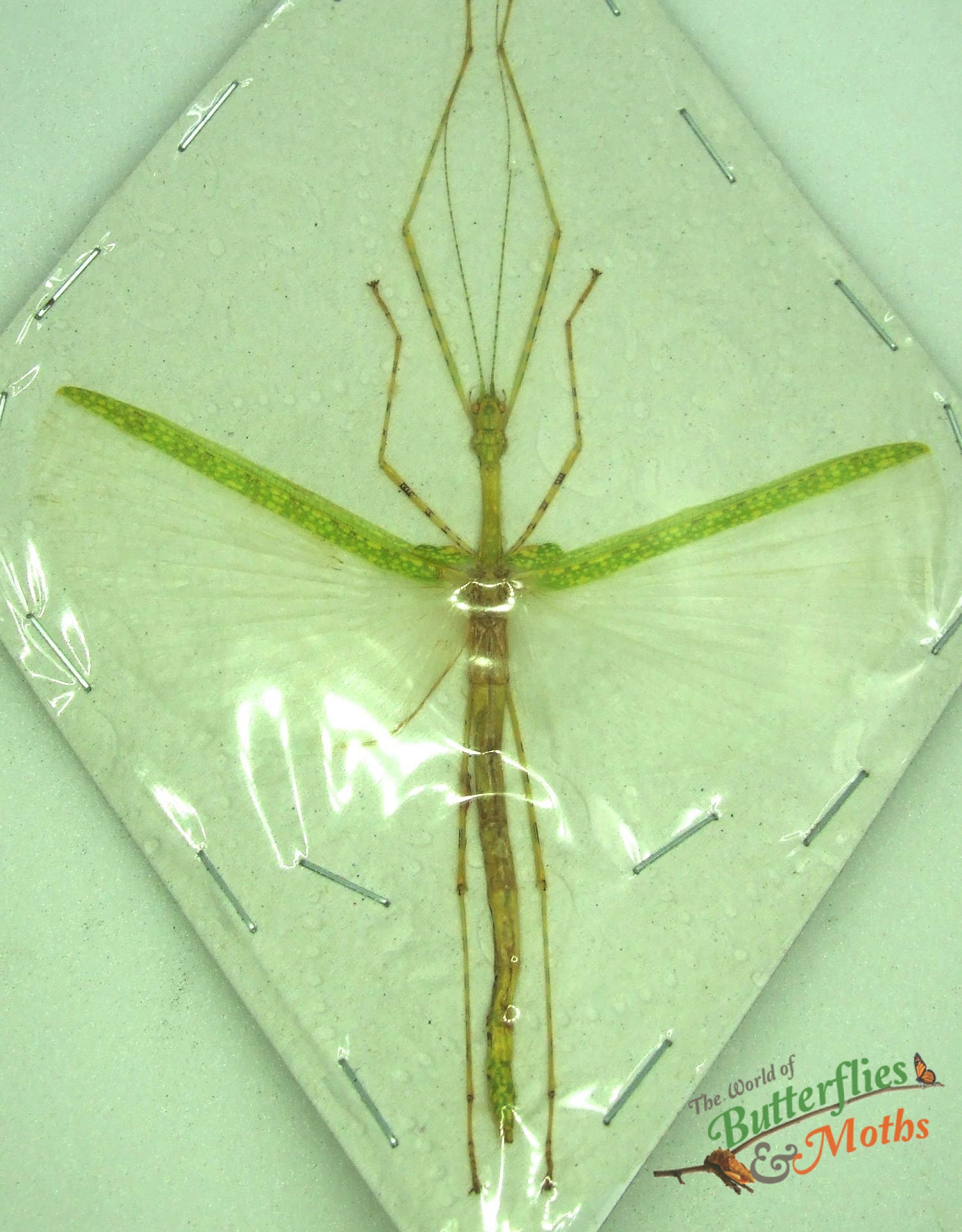 Green yellow mottled Stick-insect Phasmatodea MALAYSIA Type03 - World ...