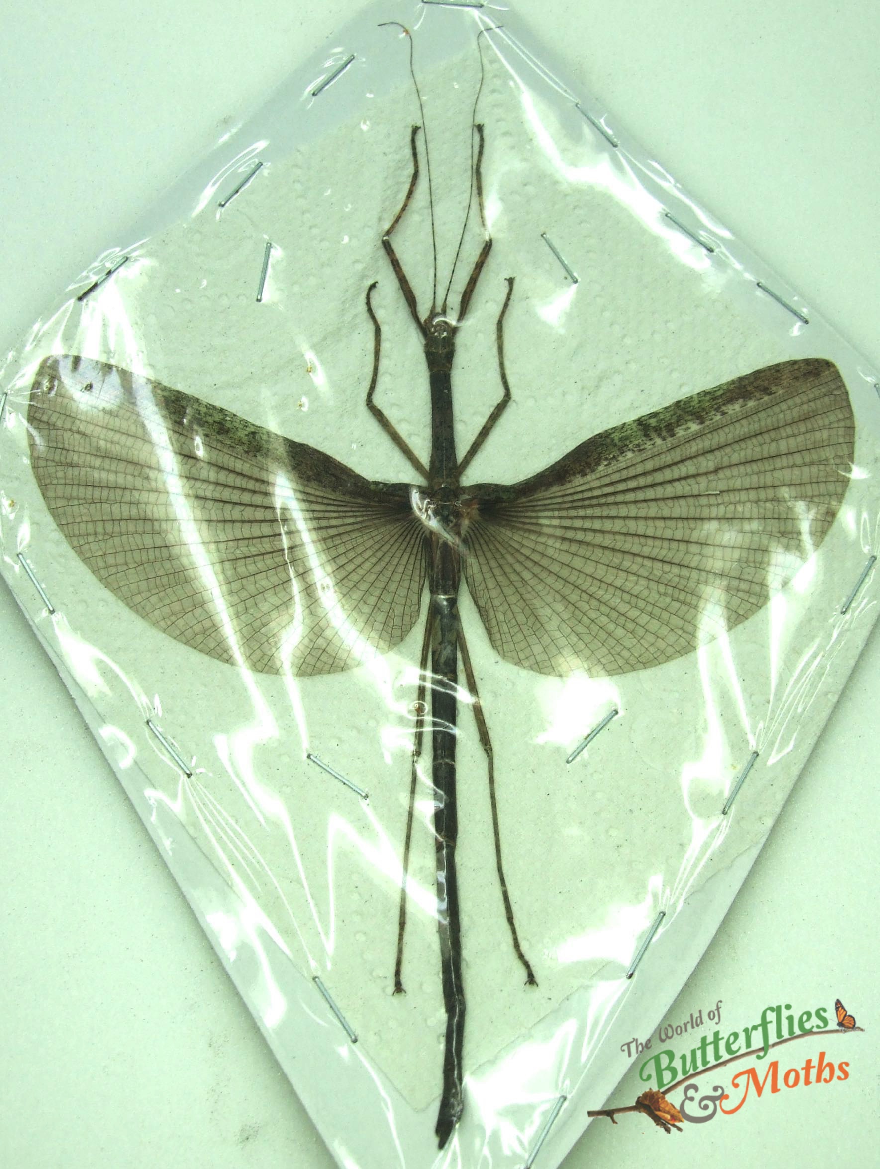 Brown mottled Stick-insect Phasmatodea MALAYSIA Type04 - World of ...