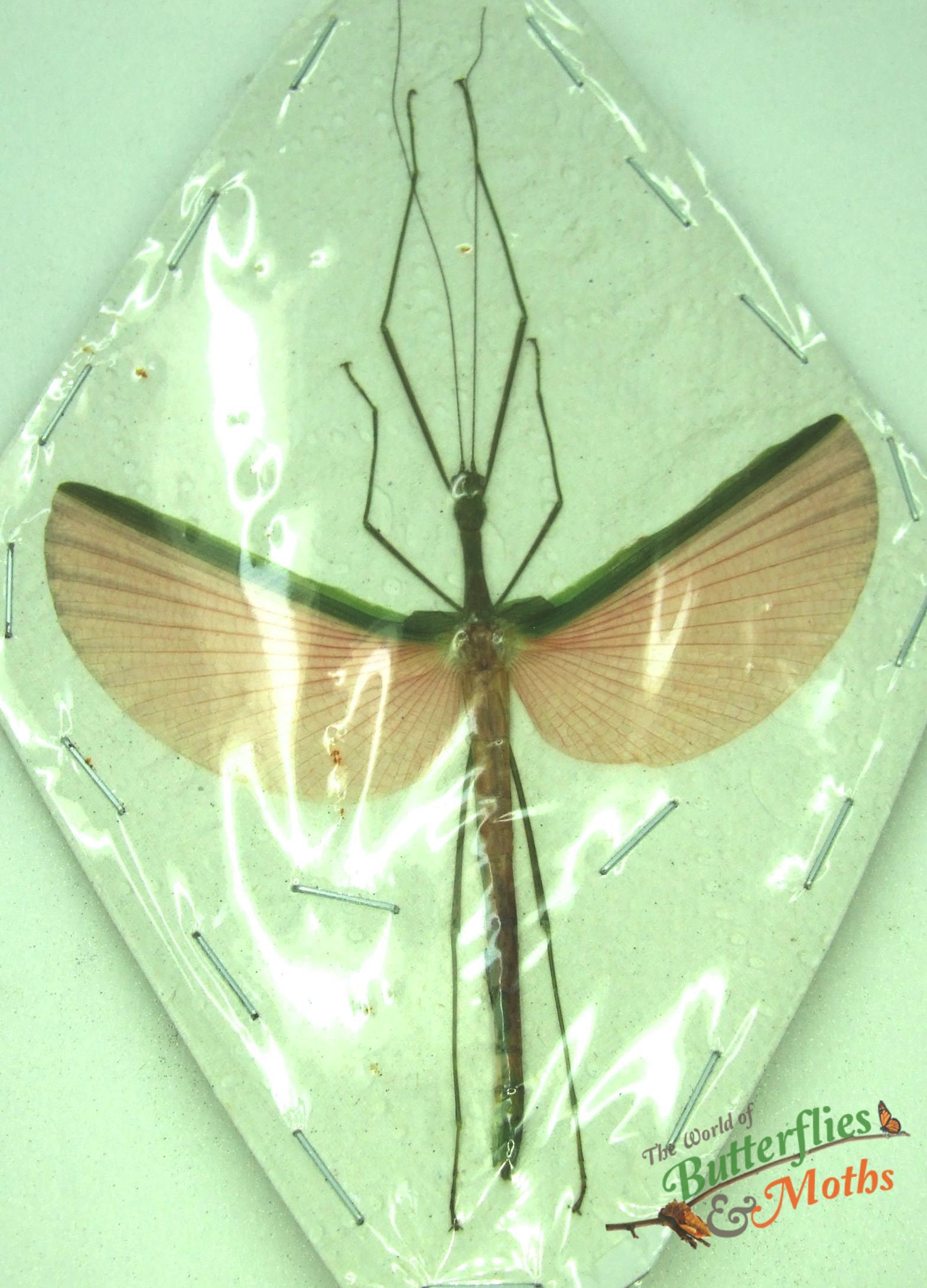 Pink winged Stick-insect Phasmatodea MALAYSIA Type05 - World of ...