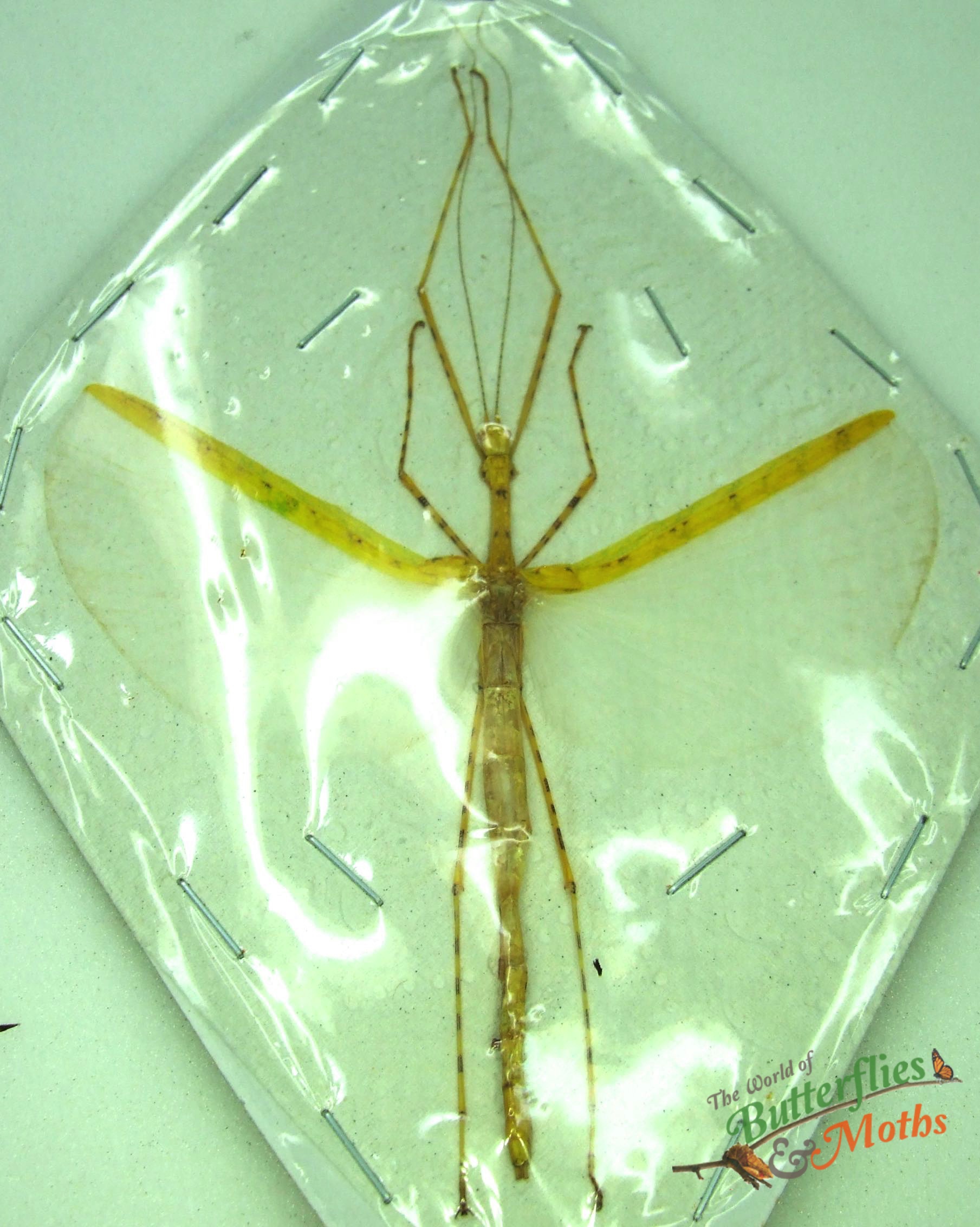 Yellow Stick-insect Phasmatodea MALAYSIA Type06 - World of Butterflies ...