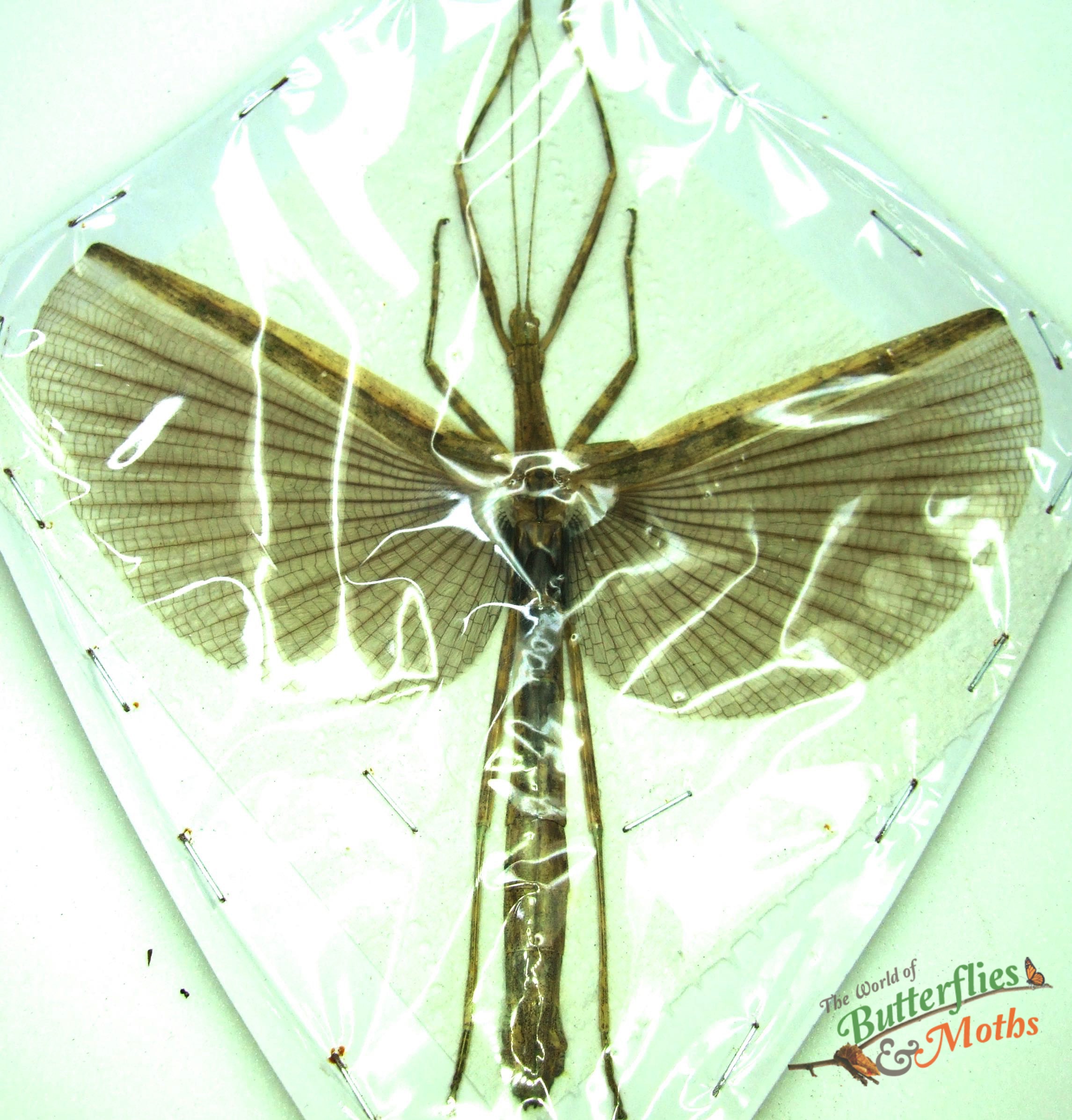 Large brown Stick-insect Phasmatodea MALAYSIA Type08 - World of ...