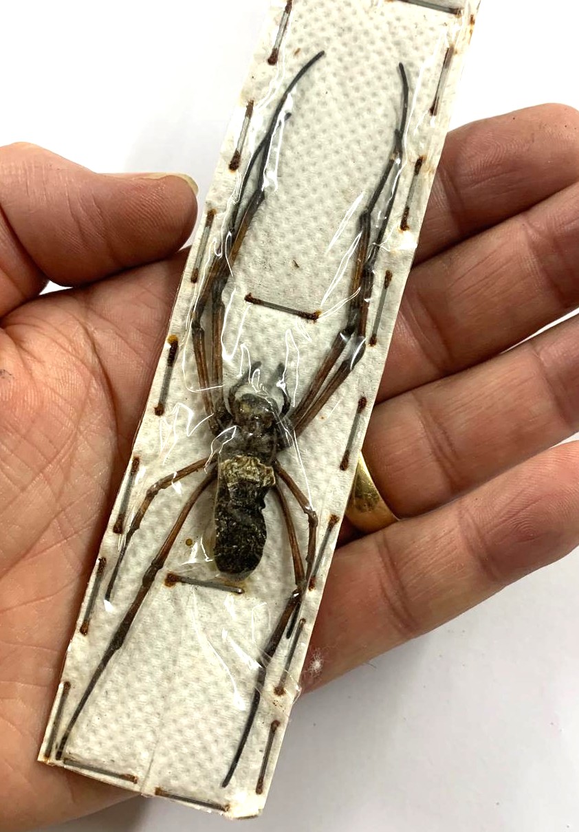 Trichonephila Inaurata Madagascar Spider – Unique Colors - World of Butterflies and Moths