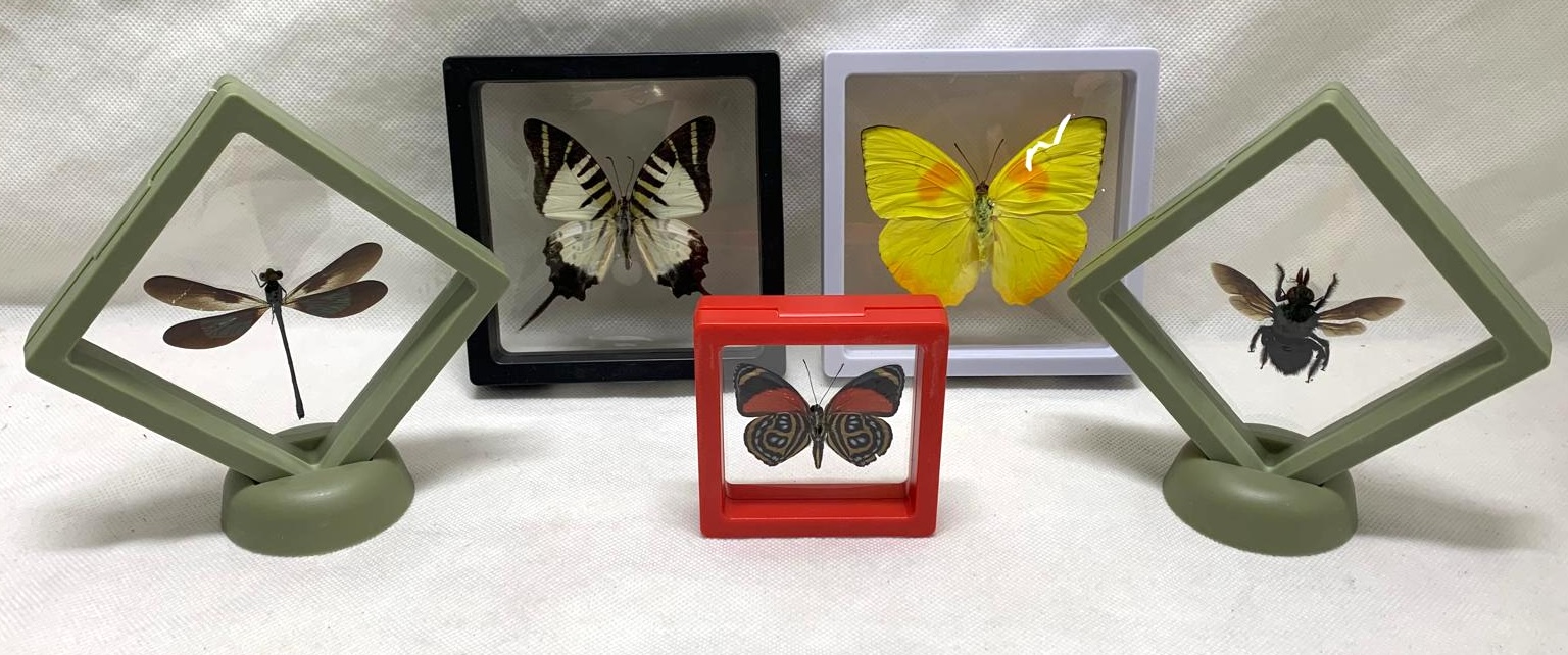 Membrane Display Frames - For Dried Butterflies and Insects - World of ...