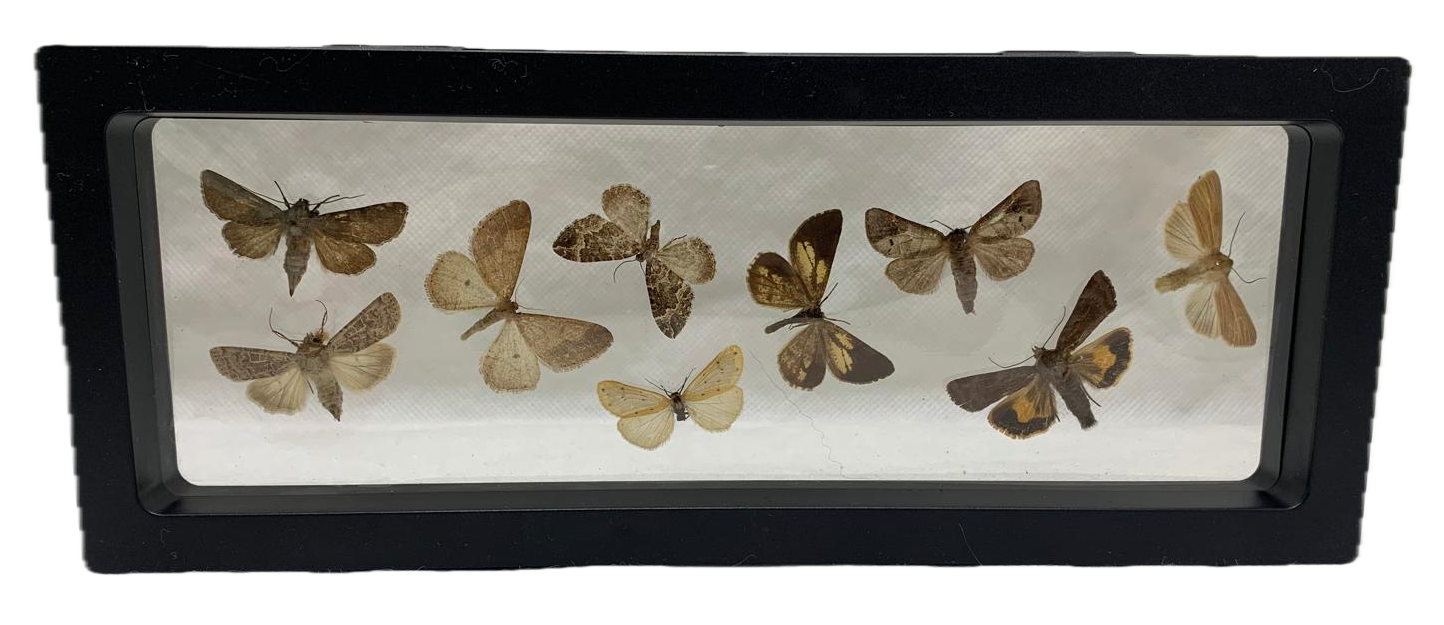 Membrane Display Frames - For Dried Butterflies and Insects - World of ...