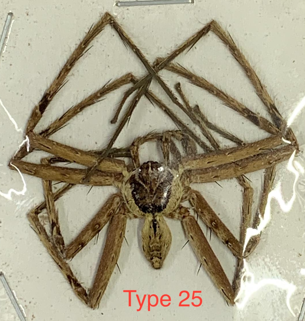 Huntsman Spider Sparassidae MALAYSIA Unique Colors