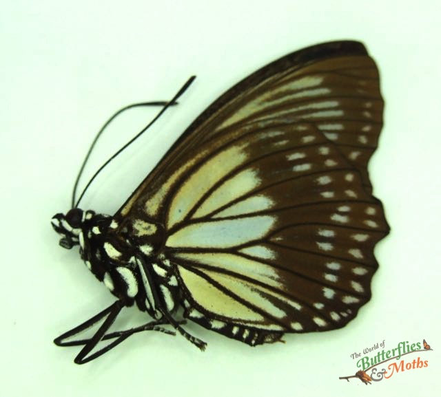 Euripus robustus SULAWESI - World of Butterflies and Moths