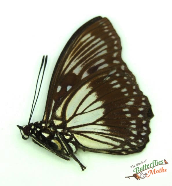 Euripus robustus SULAWESI - World of Butterflies and Moths