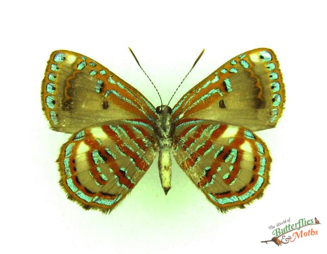 Hypochrysops cleonides INDONESIA - World of Butterflies and Moths