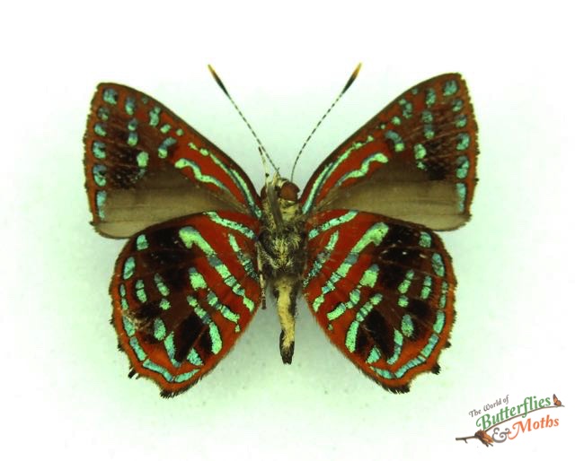 Hypochrysops dicomas INDONESIA - World of Butterflies and Moths