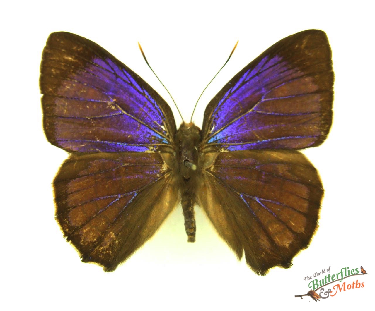 Hypochrysops elgneri INDONESIA - World of Butterflies and Moths