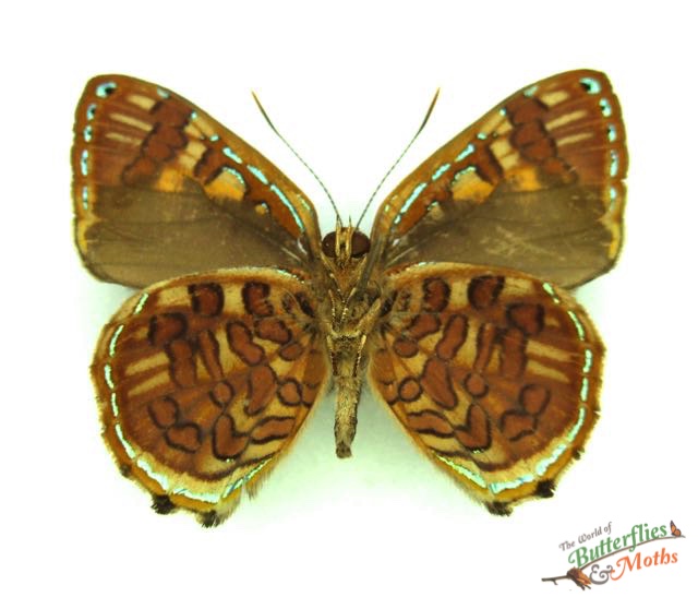 Hypochrysops elgneri INDONESIA - World of Butterflies and Moths