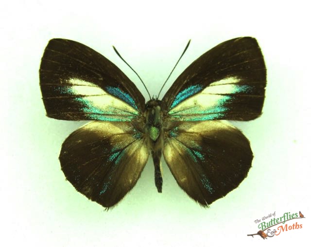 Hypochrysops heros INDONESIA - World of Butterflies and Moths