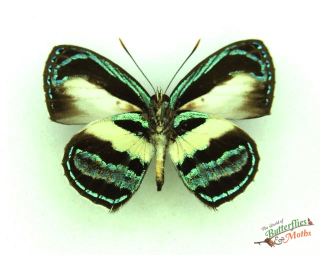 Hypochrysops heros INDONESIA - World of Butterflies and Moths