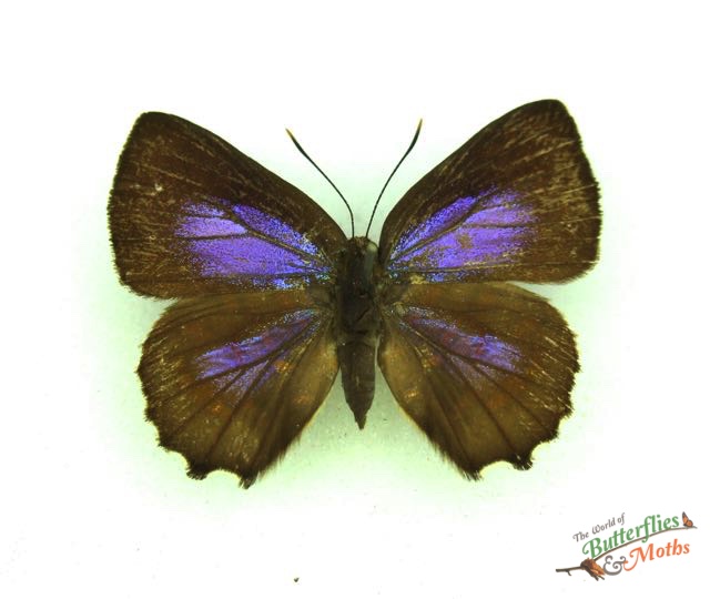 Hypochrysops pythias INDONESIA - World of Butterflies and Moths