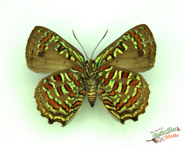 Hypochrysops pythias INDONESIA - World of Butterflies and Moths