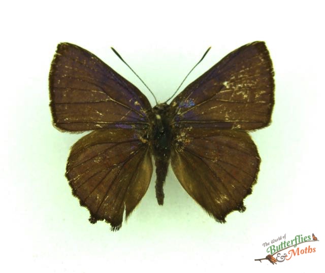 Hypochrysops pythias INDONESIA - World of Butterflies and Moths